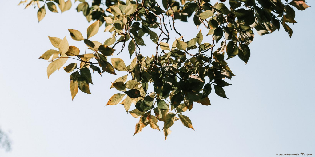 POEM| I Will Never Forget You – MARIAM SHITTU