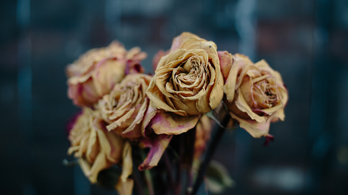 Everything Fades – MARIAM SHITTU